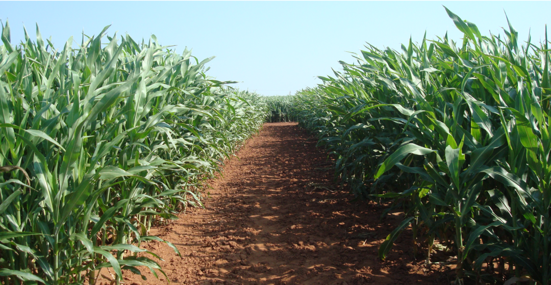 Bioenergy Crop Model - agmiporg